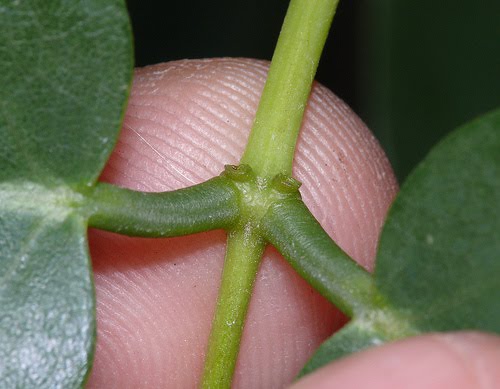 MARIA DEL ROSARIO: NECTARIOS EXTRAFLORALES